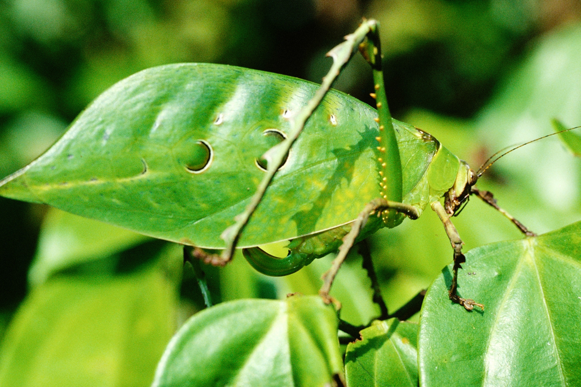 Adaptive Colouration in Animals | Attention Deficit Disorder Prosthetic ...