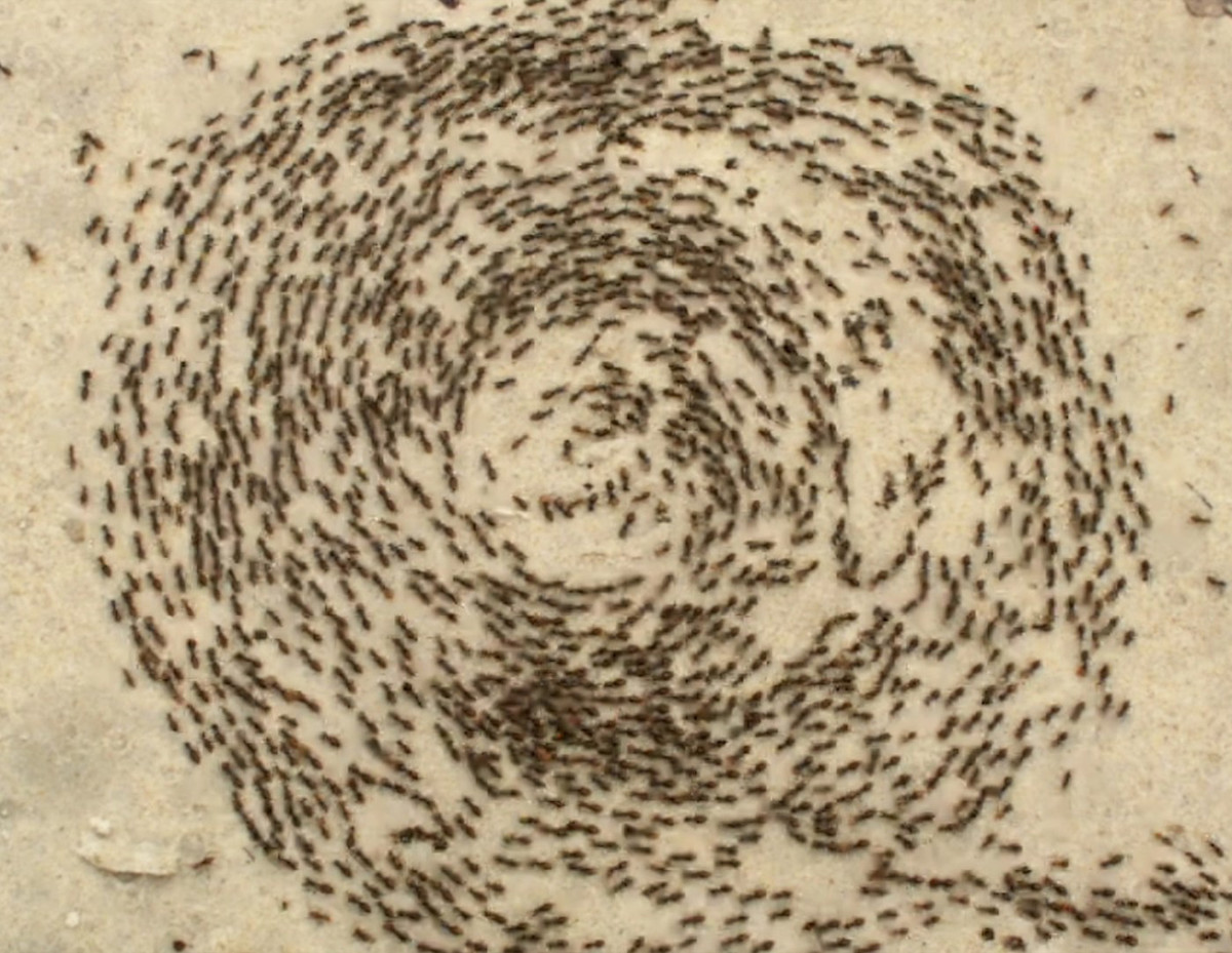 Ant Mill | Attention Deficit Disorder Prosthetic Memory Program