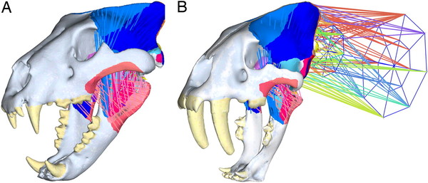 Bite Force Quotient | Attention Deficit Disorder Prosthetic Memory Program