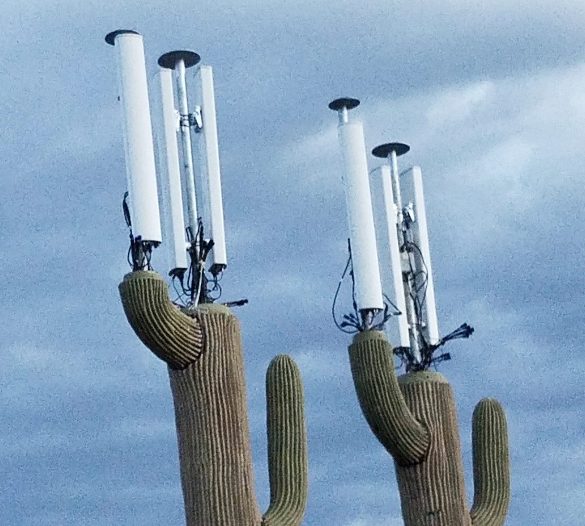 Camouflaged Cell Phone Towers | Attention Deficit Disorder Prosthetic ...