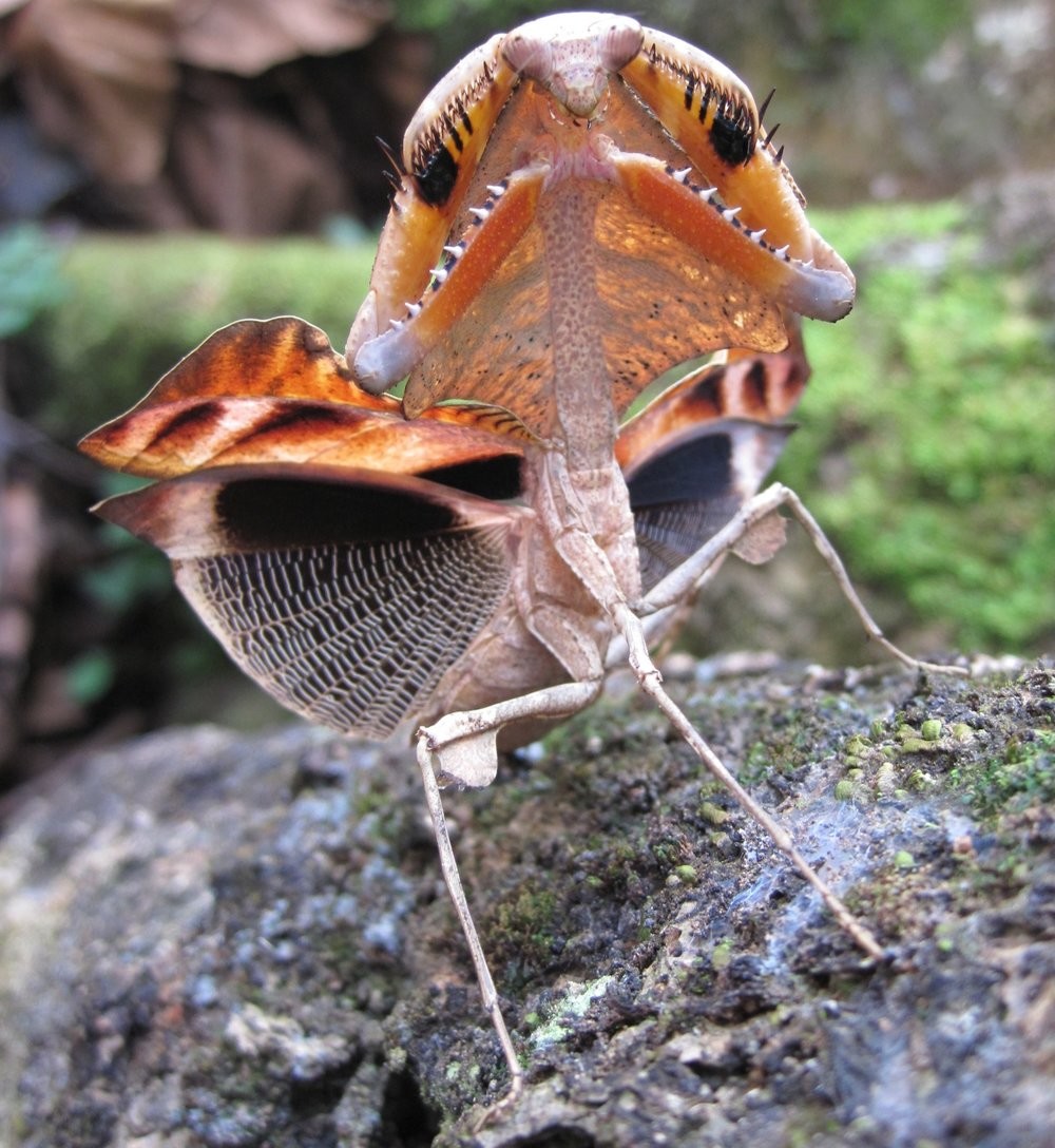 Deimatic Behaviour | Attention Deficit Disorder Prosthetic Memory Program