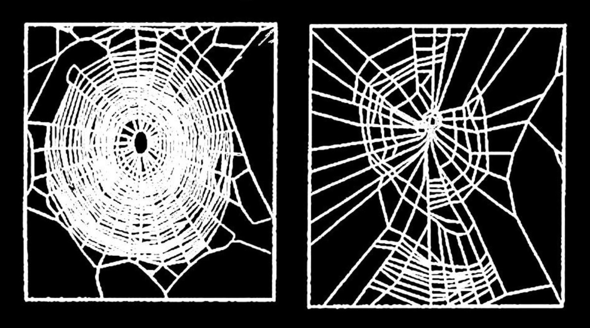 Effects Of Psychoactive Drugs On Spiders | Attention Deficit Disorder ...