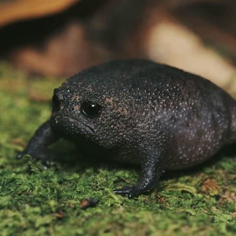 Breviceps fuscus | Attention Deficit Disorder Prosthetic Memory Program