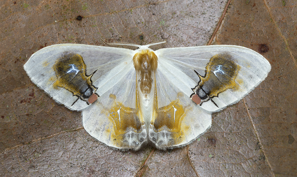 Macrocilix Maia | Attention Deficit Disorder Prosthetic Memory Program