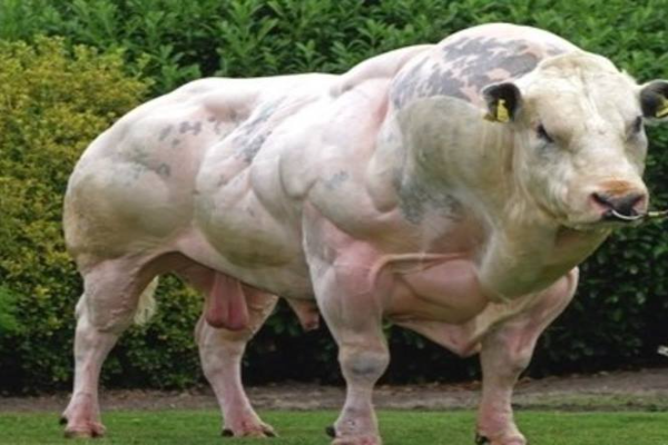 Myostatin-related Animal Hypertrophy | Attention Deficit Disorder ...