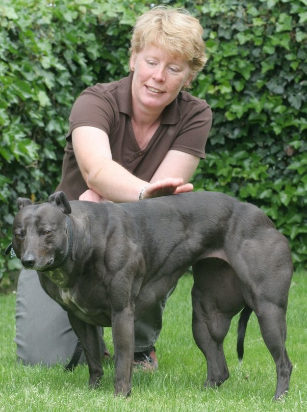 Myostatin-related Animal Hypertrophy | Attention Deficit Disorder ...