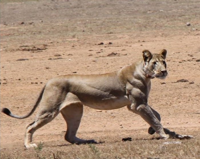 Myostatin-related Animal Hypertrophy | Attention Deficit Disorder ...