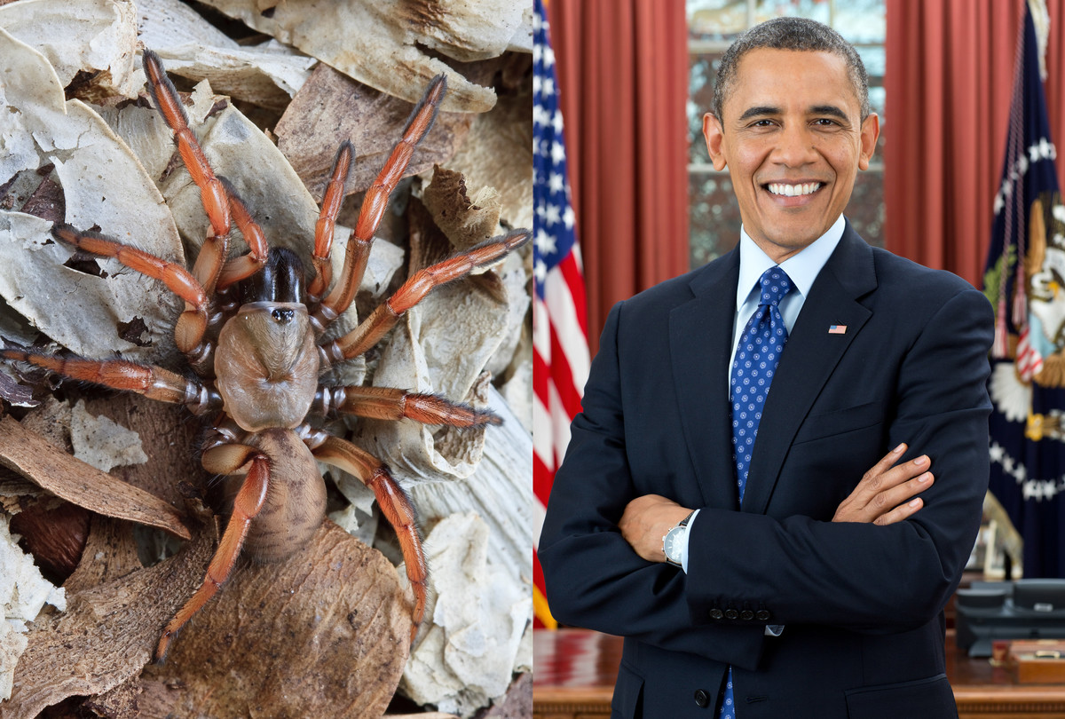 Organisms Named After Famous People | Attention Deficit Disorder ...