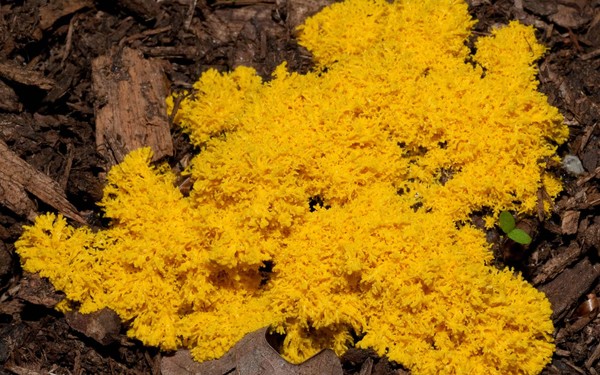 Obetrol | Attention Deficit Disorder Prosthetic Memory Program