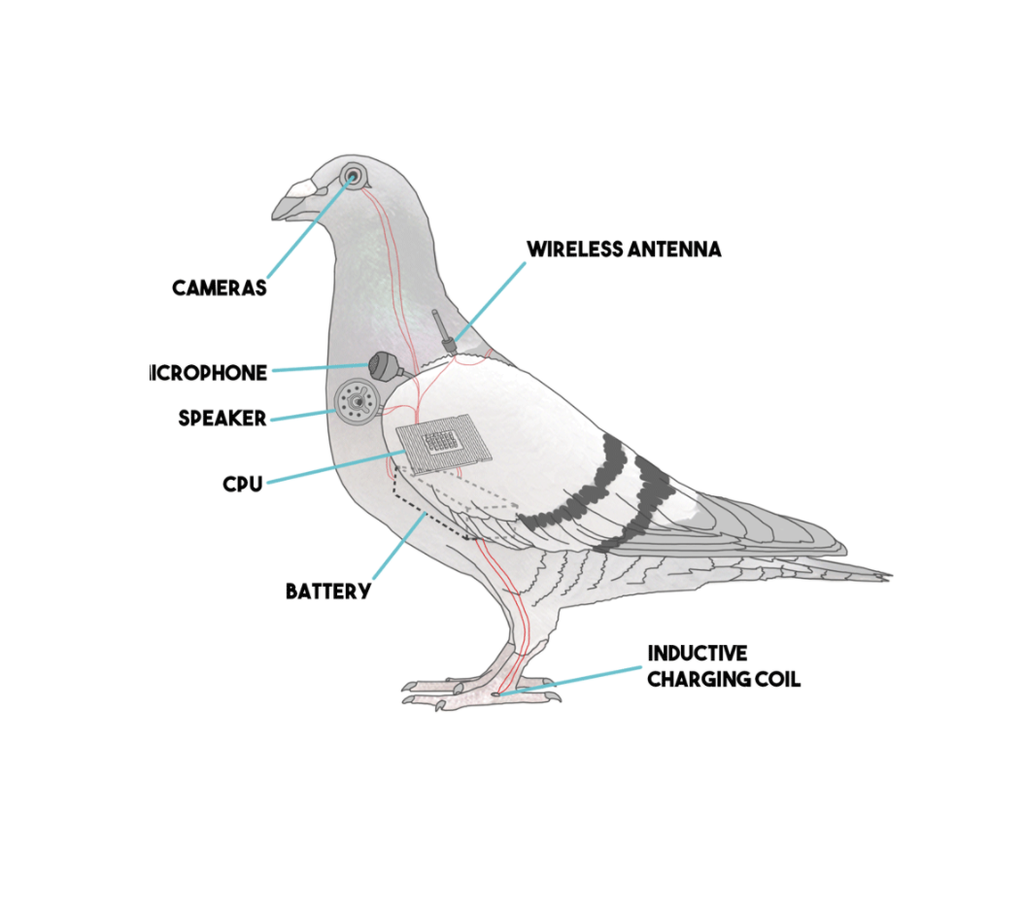 Pigeon Photography | Attention Deficit Disorder Prosthetic Memory Program