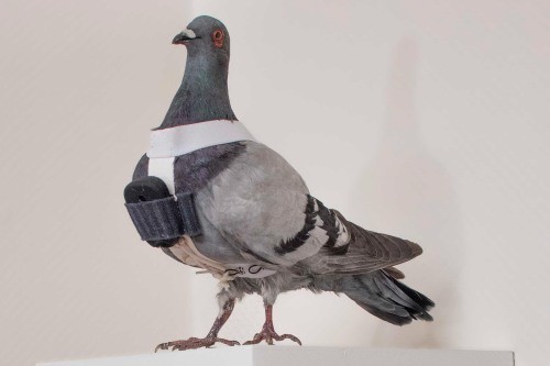 Pigeon Photography | Attention Deficit Disorder Prosthetic Memory Program