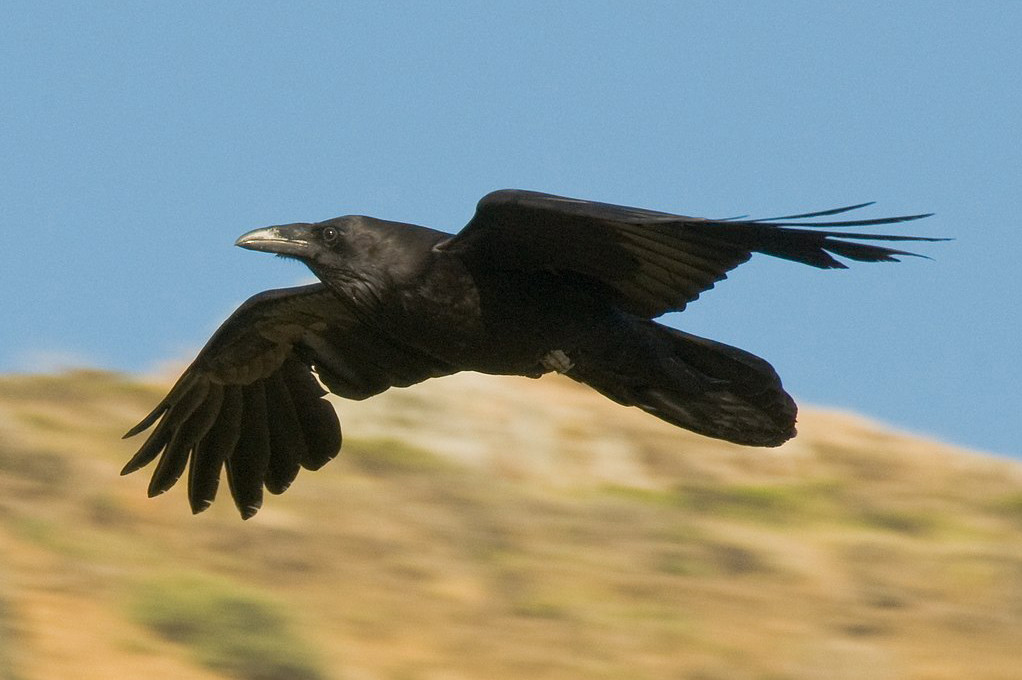 The Raven Paradox | Attention Deficit Disorder Prosthetic Memory Program