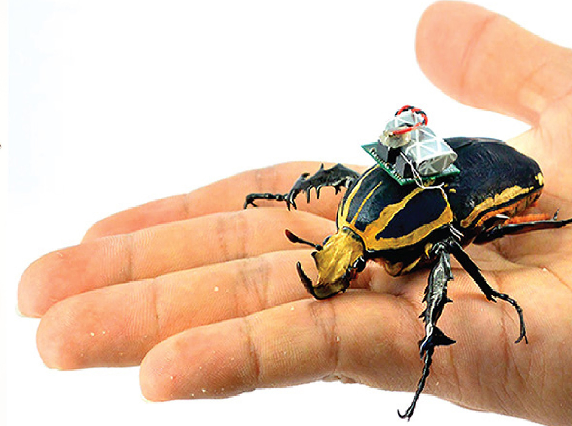 Remote Control Beetles | Attention Deficit Disorder Prosthetic Memory ...