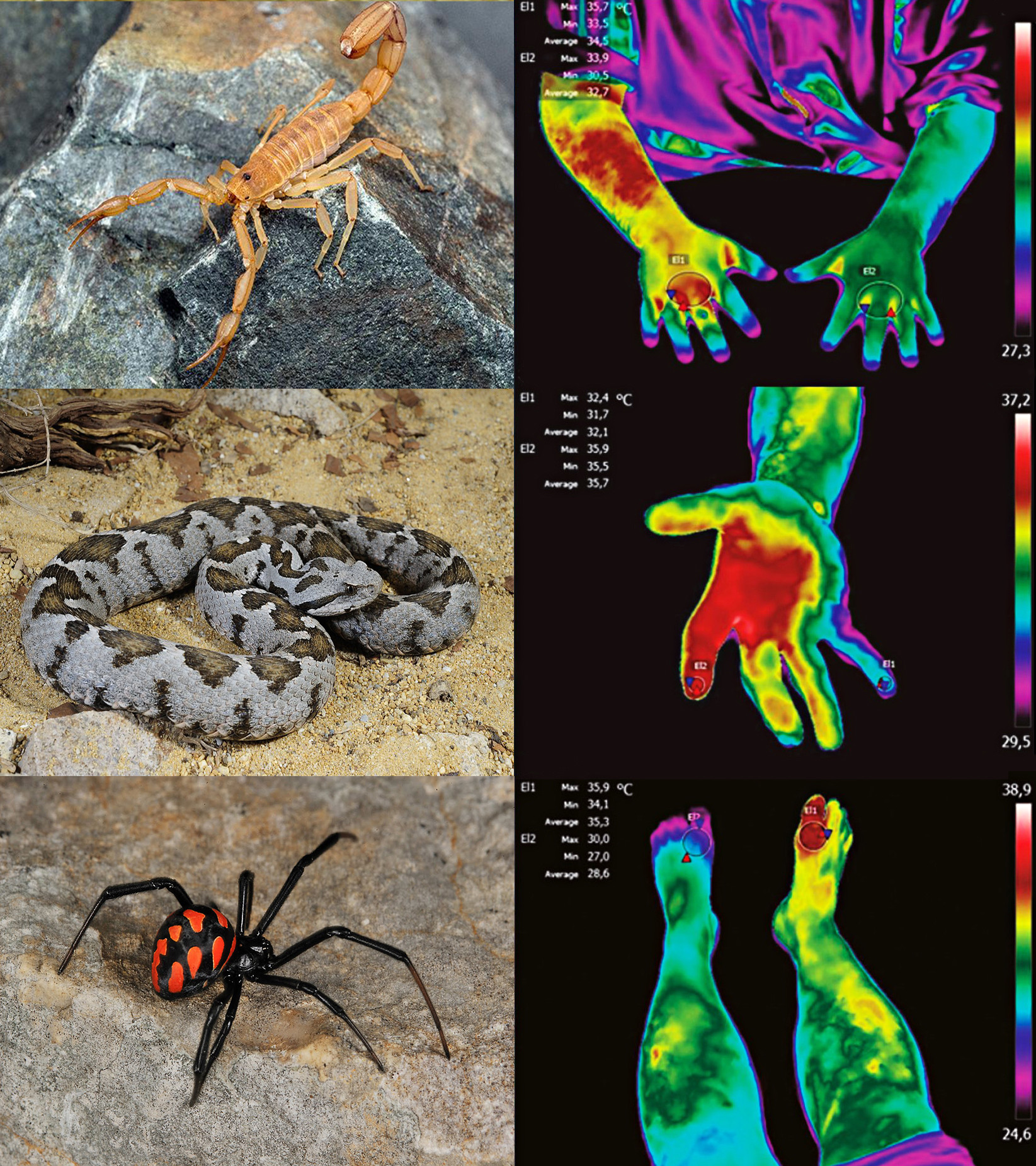 Schmidt Sting Pain Index | Attention Deficit Disorder Prosthetic Memory ...