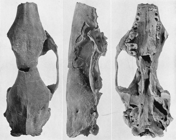 Bloop | Attention Deficit Disorder Prosthetic Memory Program