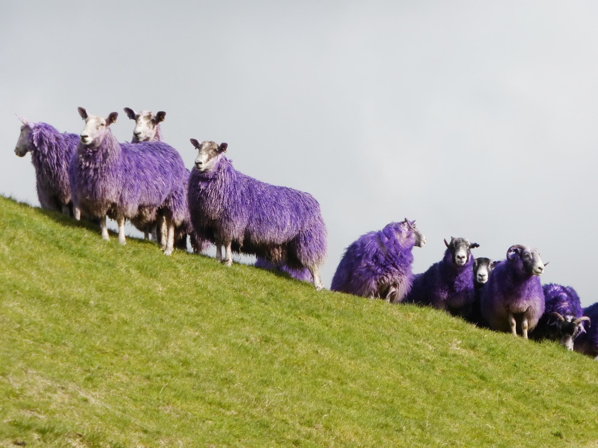 Spray-Painted Sheep | Attention Deficit Disorder Prosthetic Memory Program