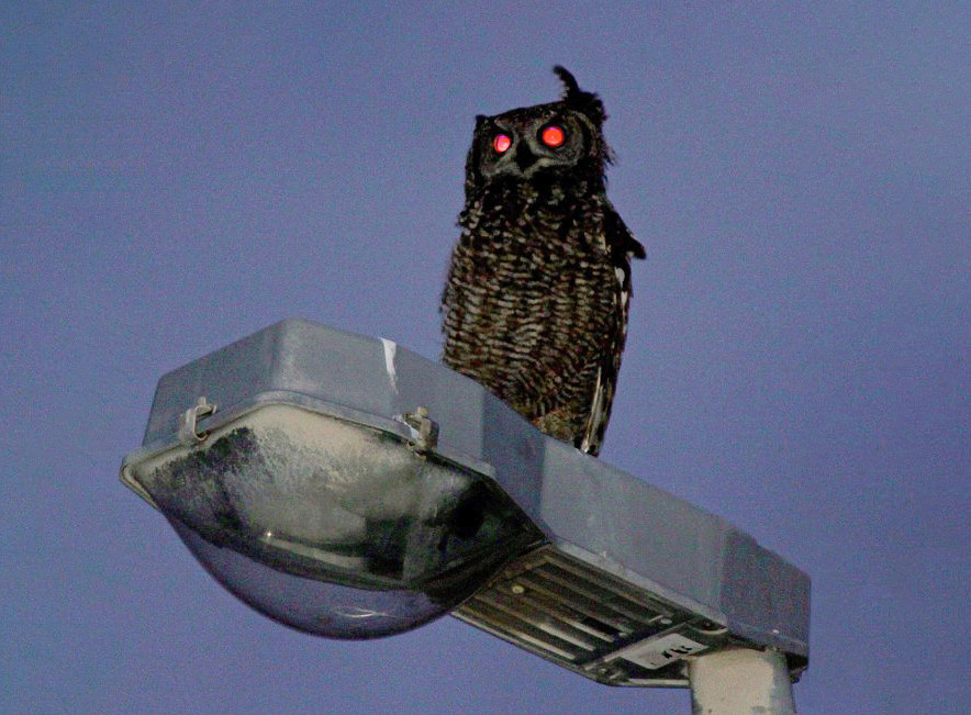 Stygian Owl | Attention Deficit Disorder Prosthetic Memory Program