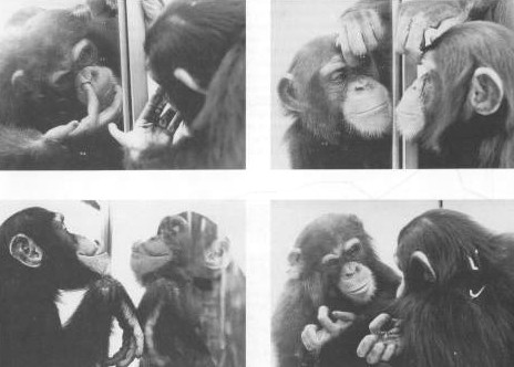 The Mirror Test | Attention Deficit Disorder Prosthetic Memory Program