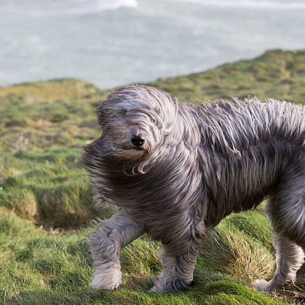 Windblown Dogs | Attention Deficit Disorder Prosthetic Memory Program