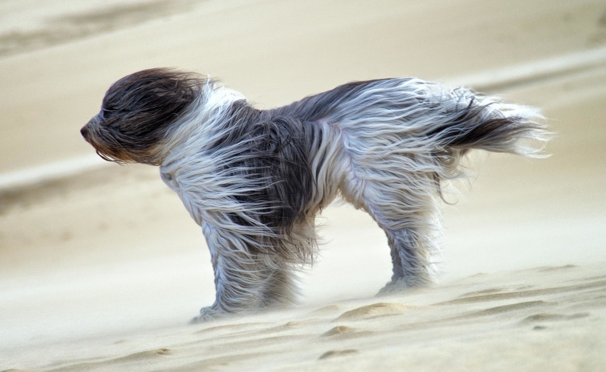 Windblown Dogs | Attention Deficit Disorder Prosthetic Memory Program